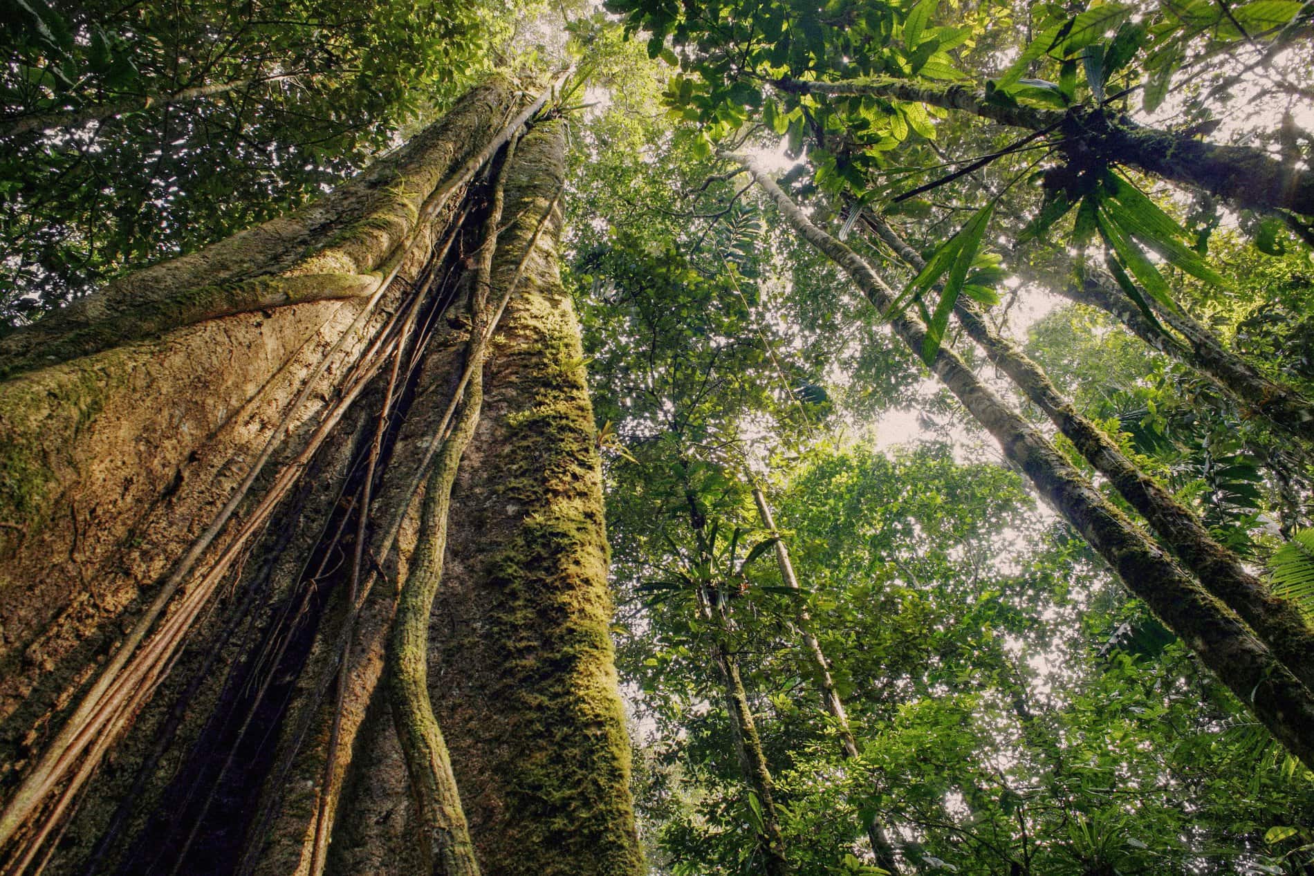 The Pillars Of Our Work | Temple Of The Way Of Light