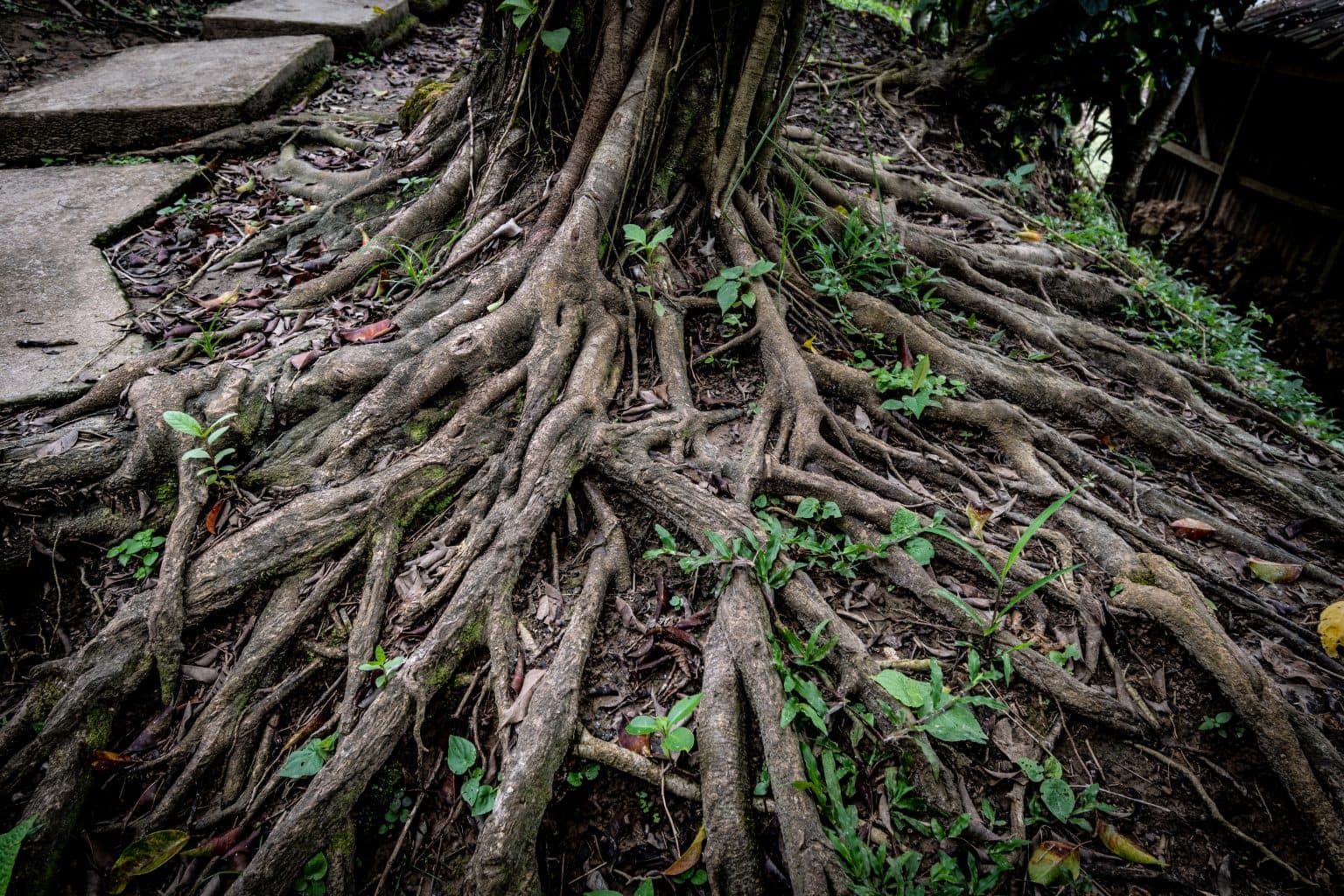 Ayahuasca Ceremony - How To Prepare And What To Expect