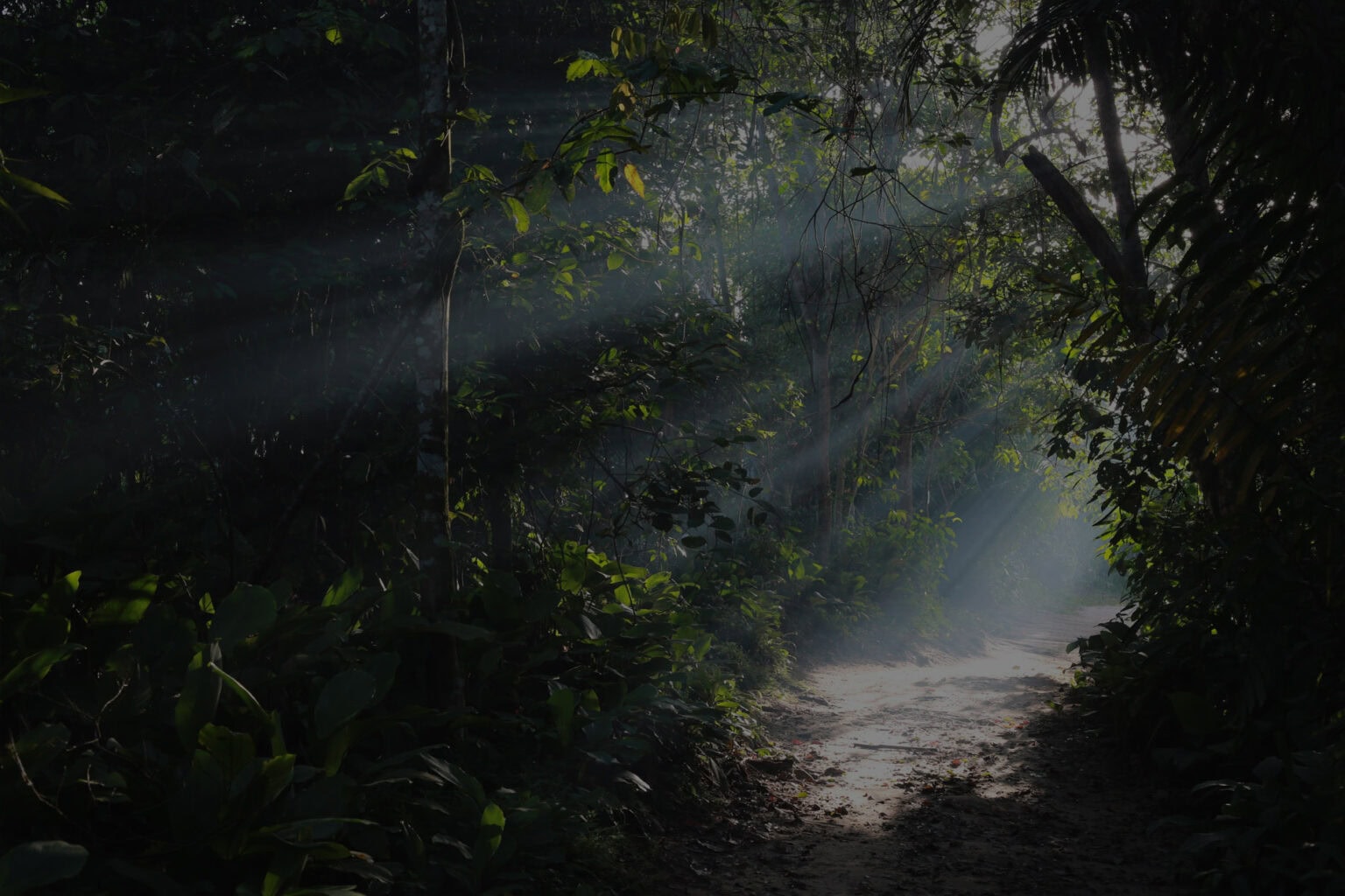 Ayahuasca Retreats: Safe, Authentic Healing In The Amazon