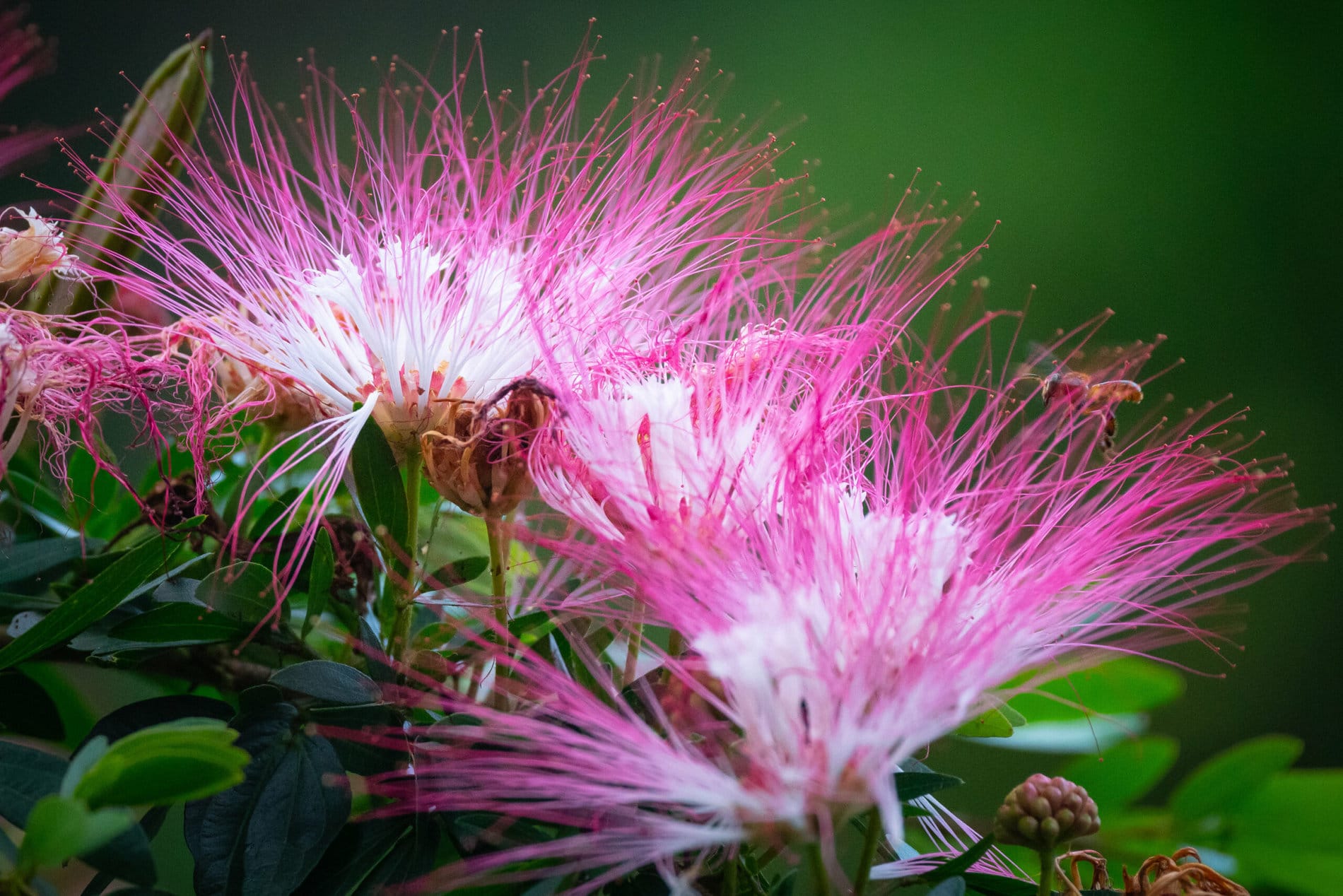 Resources Archive | Temple Of The Way Of Light