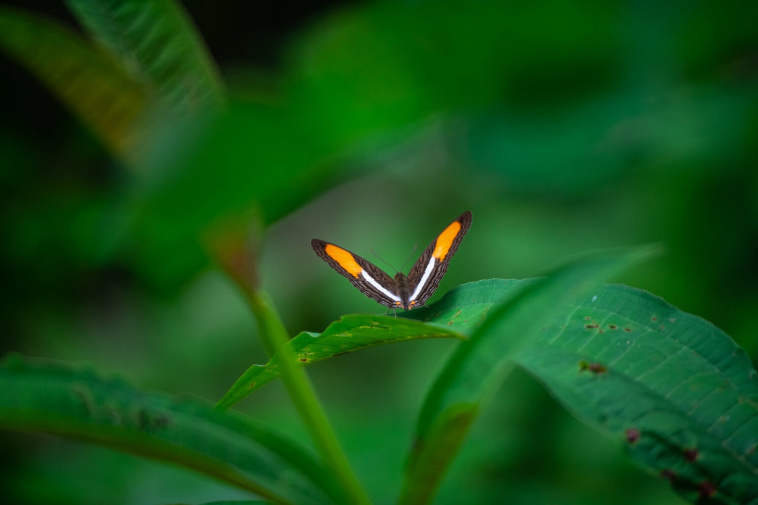 Gallery | Temple Of The Way Of Light