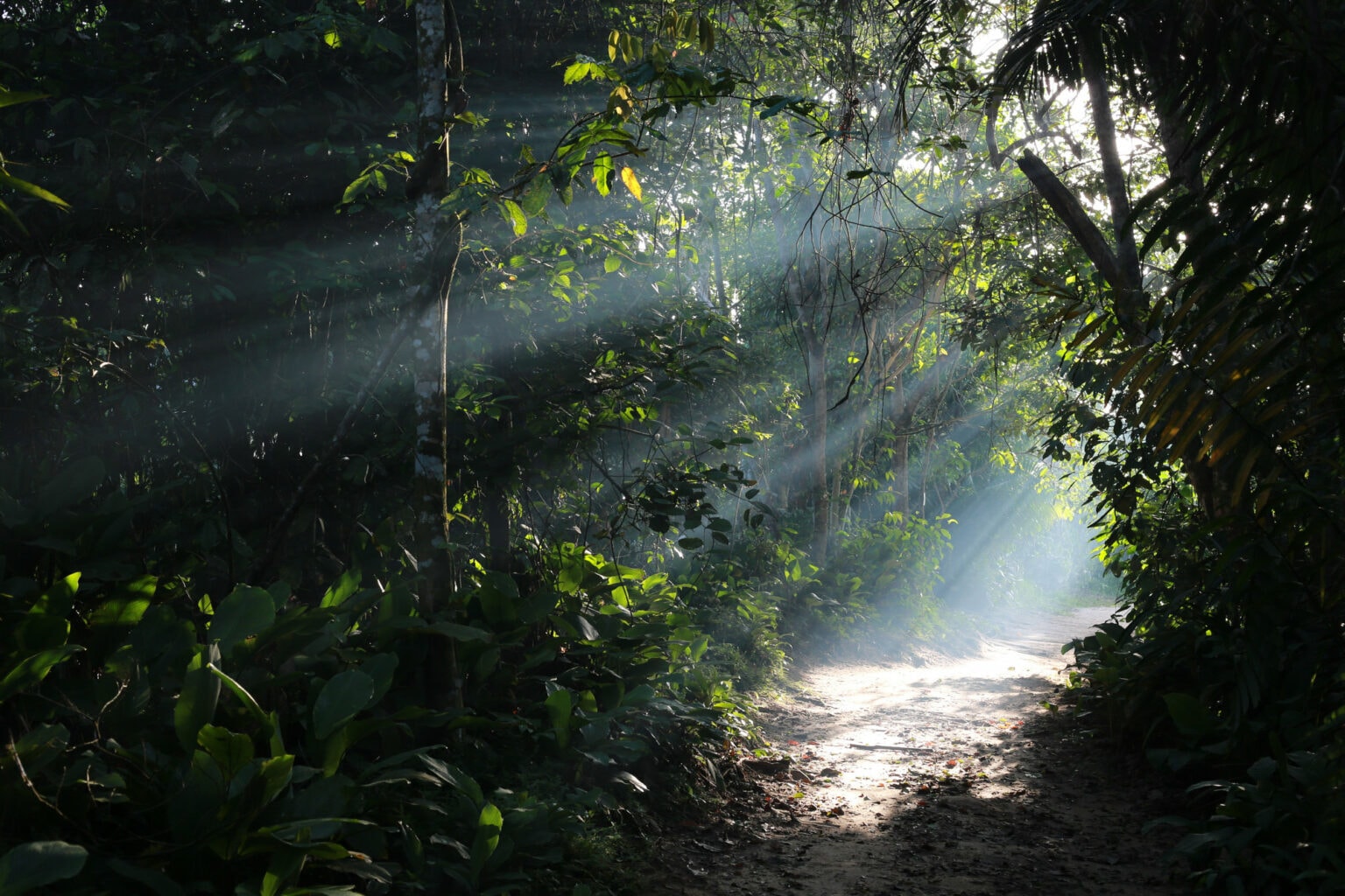 Gallery | Temple Of The Way Of Light