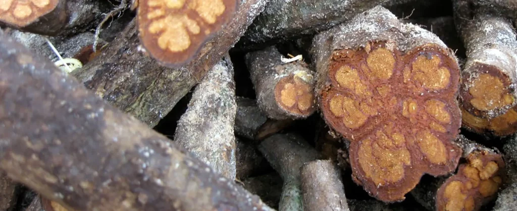 What Is Ayahuasca (Iowaska)? Meaning, Effects & Traditional Use
