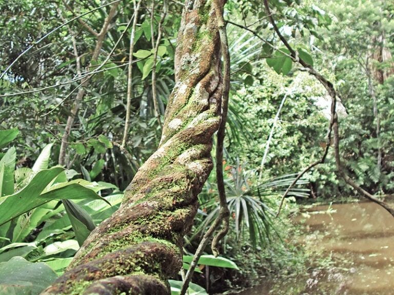 Iowaska | Shamanic Healing & Traditional Use In Peru