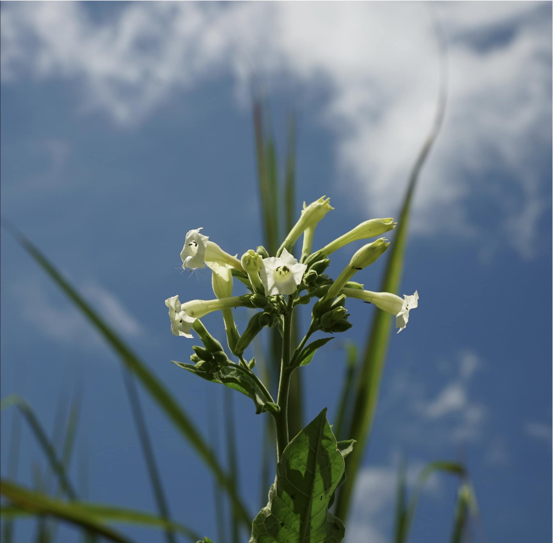 Traditional Master Plant Dieta | Retreat At Shipibo Rao