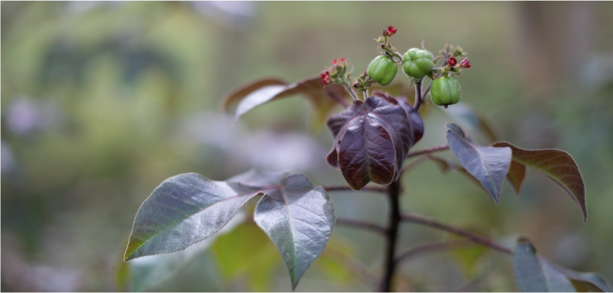 Traditional Master Plant Dieta | Retreat At Shipibo Rao
