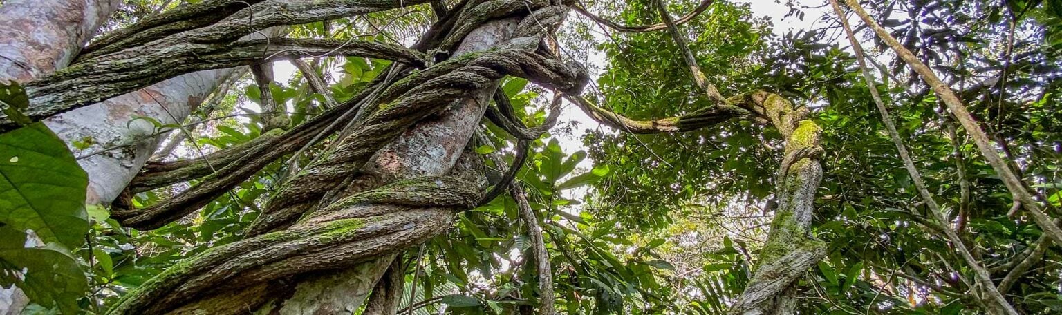 Ayahuasca Tea | Traditional Healing & Sacred Preparation