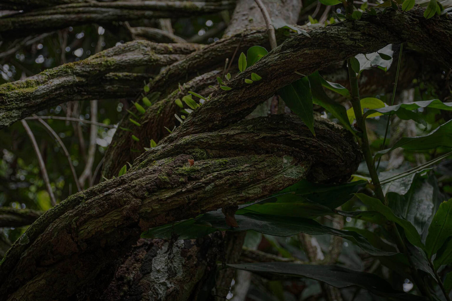 Ayahuasca Tea | Traditional Healing & Sacred Preparation